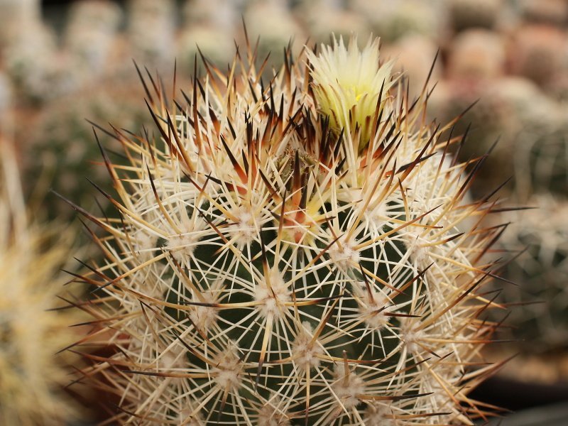Pediocactus plants – Hajek-kaktusy