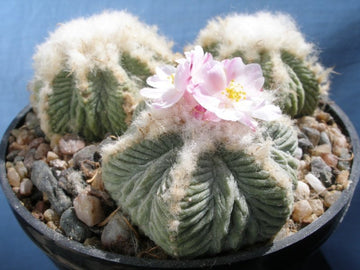 Aztekium plants – Hajek-kaktusy