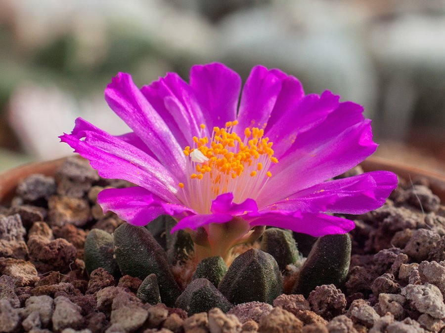 Ariocarpus scapharostrus VM 232 Rayones, NL (f. thick tubercles) - 10 ...