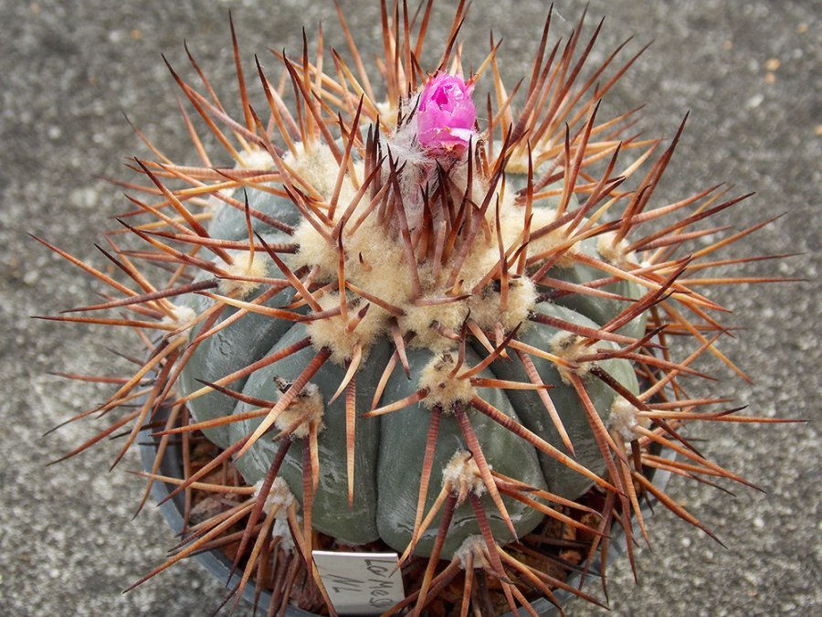 Echinocactus horizonthalonius JaBo 30 La Mesa, km 81, s of Entronque S ...
