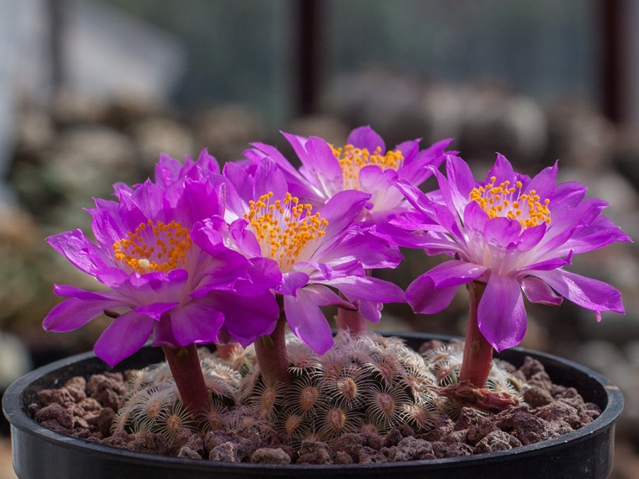 Mammillaria saboae ssp. haudeana MK 162.467 Maycoba, Son - seedlings ...
