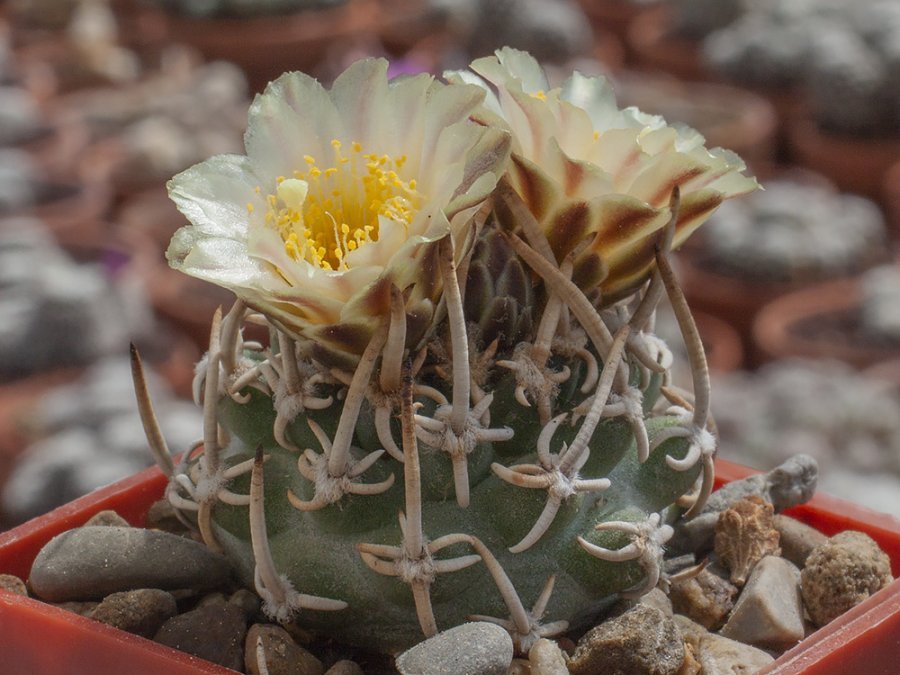 Navajoa peeblesiana FH 053.7 Colorado River, Az - grafted – Hajek-kaktusy