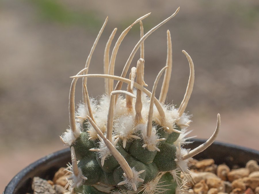 Navajoa peeblesiana ssp. fickeisenii PJR 458 Navajo Trail Road, Mohave ...